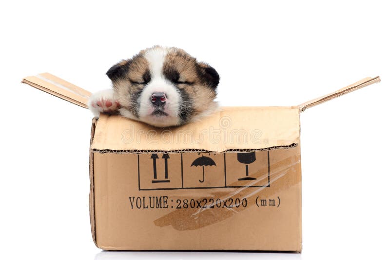 Cockapoo Sleeping stock photo. Image of puppy, lying - 13132664