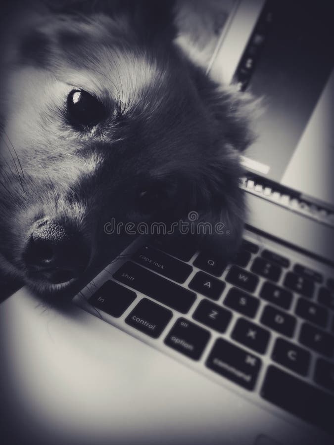 Puppy sleeping on computer stock photo. Image of puppy - 48703552
