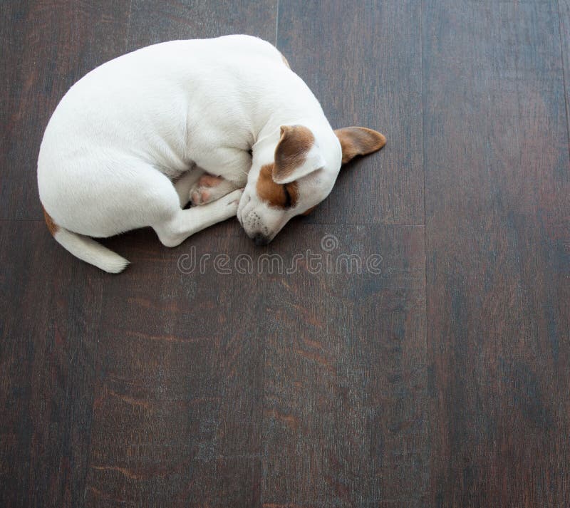 Puppy sleeping stock image. Image of purebred, flooring - 250727773