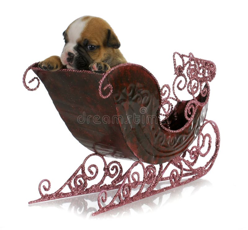 Puppy in a sleigh stock image. Image of portrait, santa - 23237695
