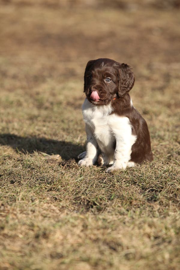 Puppy of Small Munsterlander Stock Photo - Image of young, looking ...