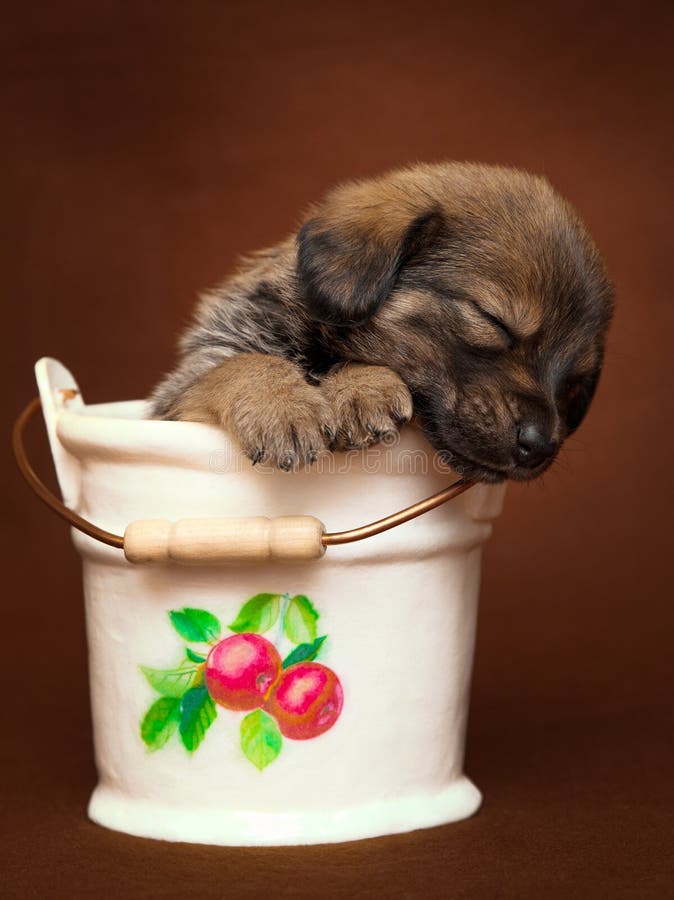 Puppy in small pail stock image. Image of plaid, brown - 75753883