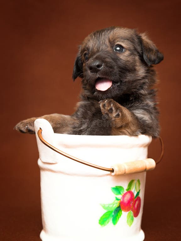 Puppy in small pail stock photo. Image of little, looking - 75753962