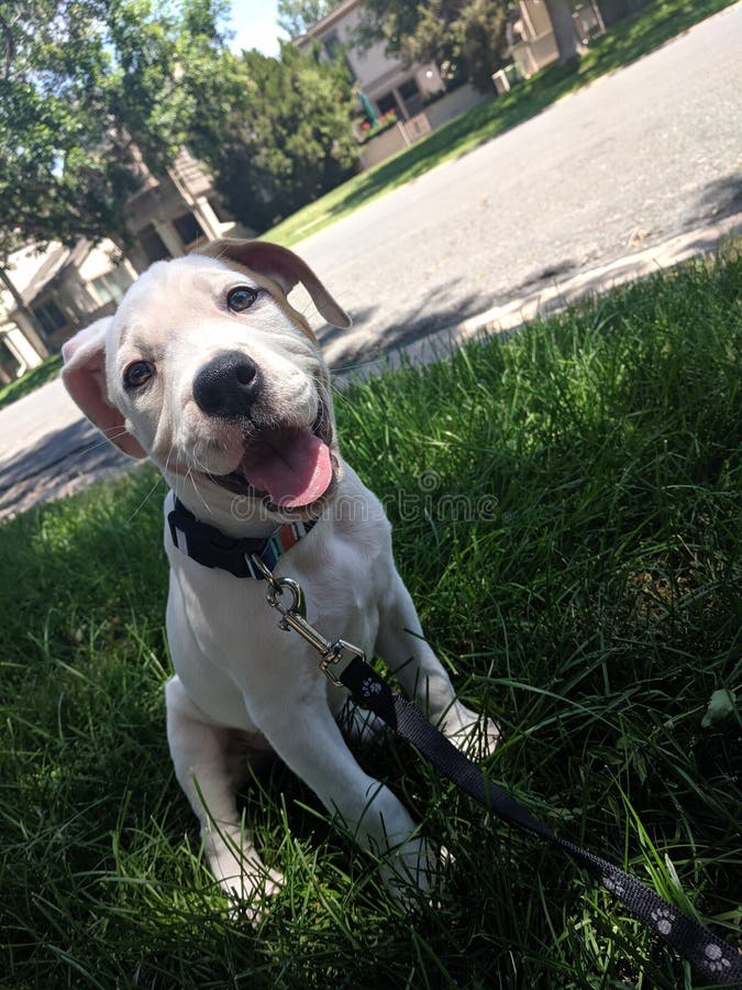 Puppy Smile stock photo. Image of puppy, leash, walk - 171499248