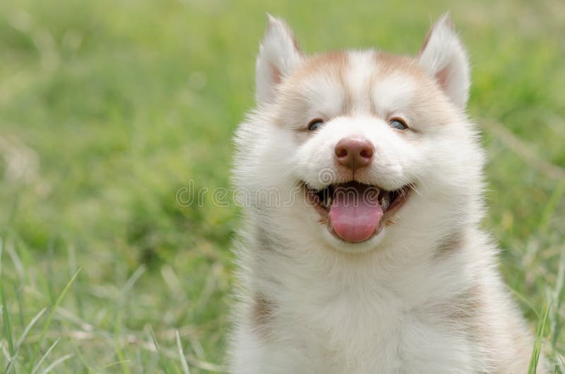 Puppy smiling stock photo. Image of family, smile, friend - 43823756