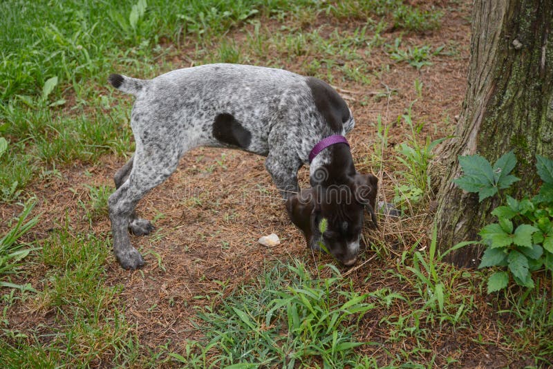 Puppy sniffing ground stock photo. Image of hunting, sporting - 56127394