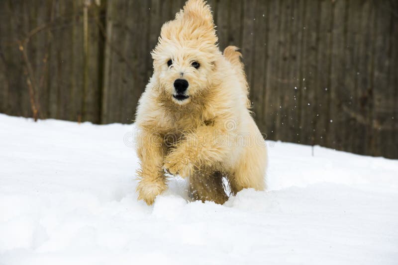 Baby snow leopard stock image. Image of winter, sweet - 1063585