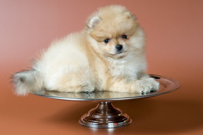 Feet and rose-petals stock image. Image of petal, pedicure - 8667477