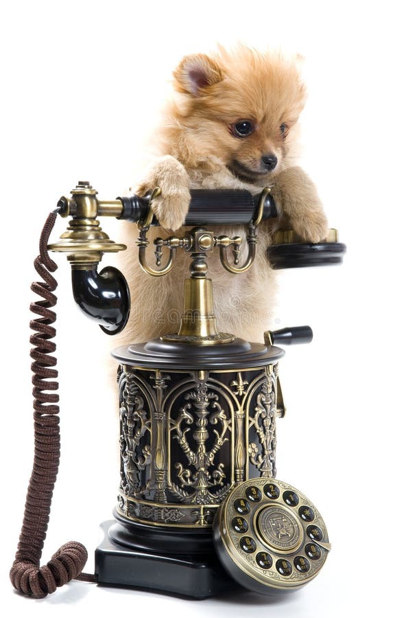 Puppy of a Spitz-dog with Phone Stock Photo - Image of childhood ...