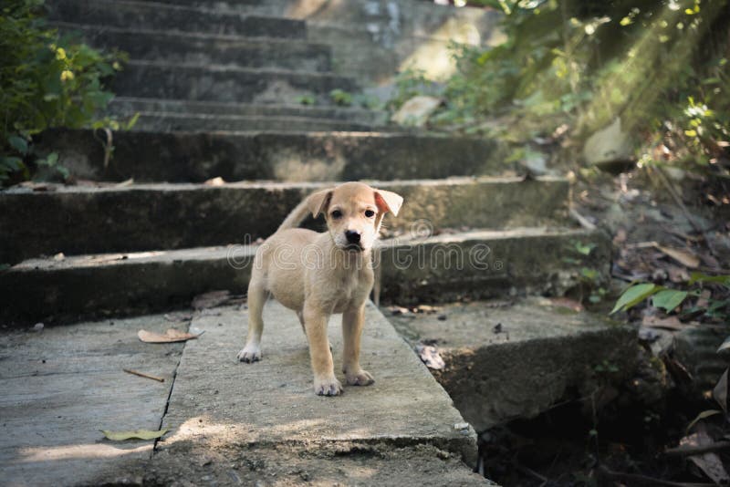 Puppy Standing at Ancient Place Stock Photo - Image of concrete, forest ...
