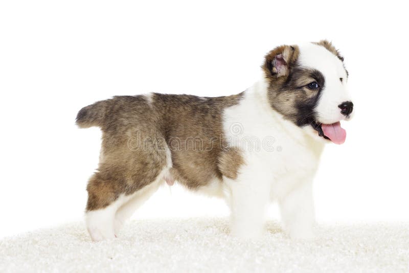 Dog Standing Sideways Outdoors Stock Photo - Image of outside, brown ...