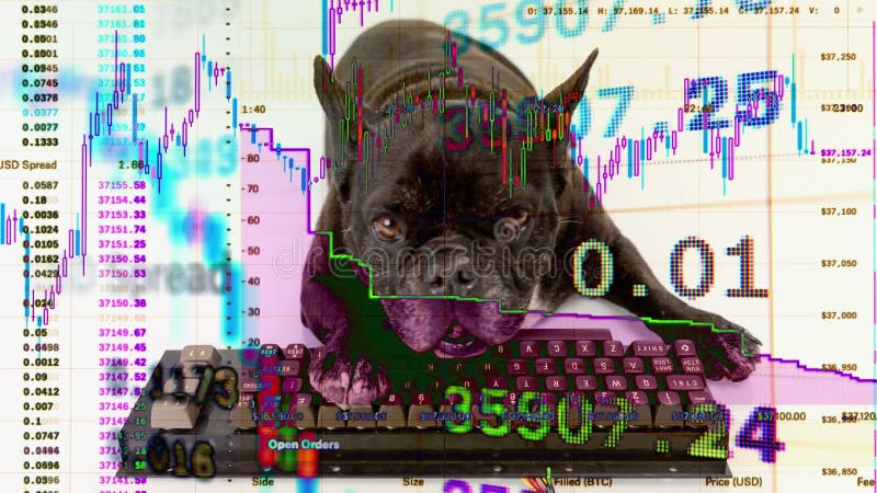 Puppy Hacker with Computer Keyboard Stock Footage - Video of online ...