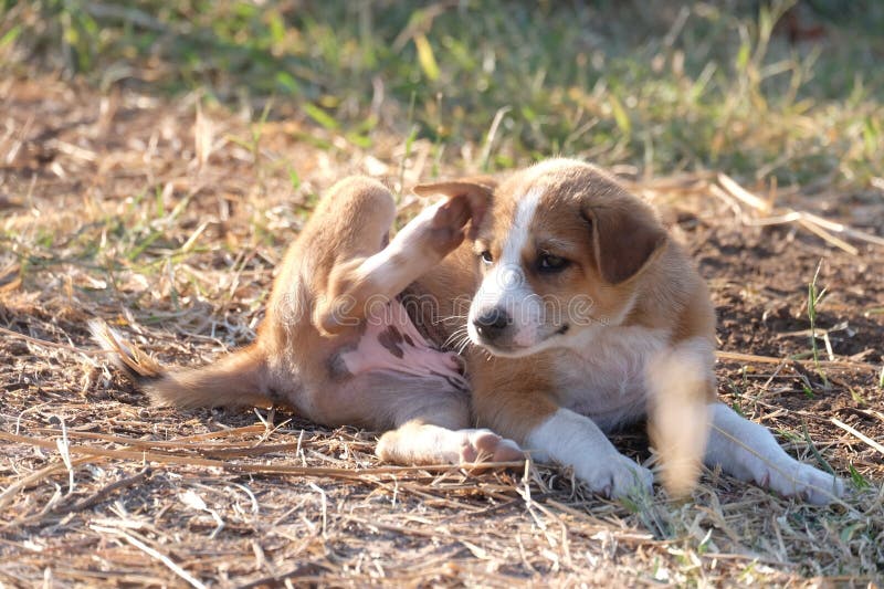 Puppy Stray Dog Scratch Itch Stock Photo - Image of scratch, stray ...