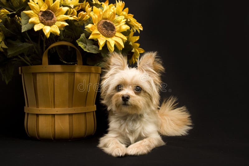 Puppy with Sunflower stock image. Image of boot, companion - 52262977