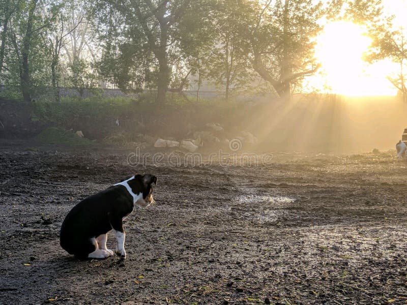 Puppy in Sunrise Sun Nature Dog Stock Photo - Image of sunlight ...
