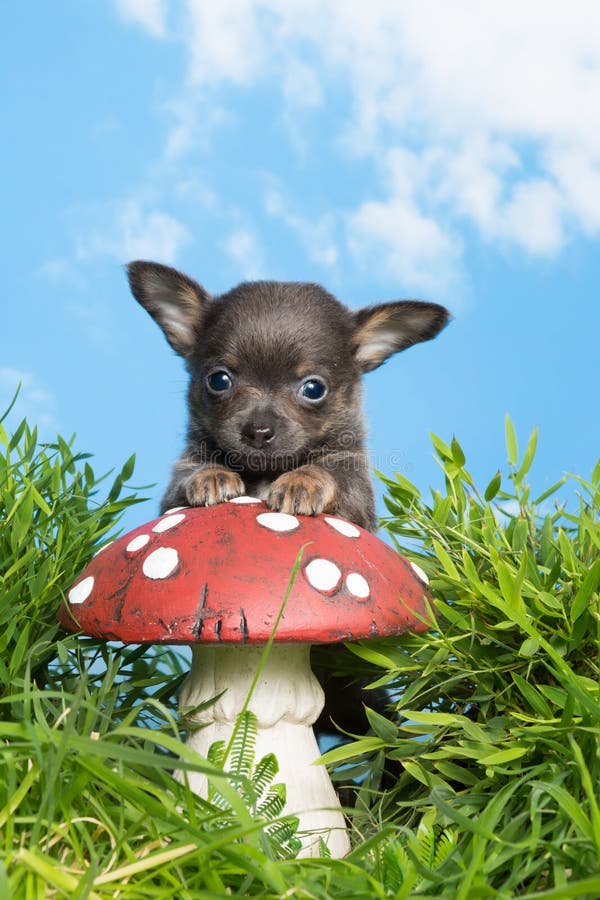 Puppy on toadstool stock image. Image of fungi, little - 37841643