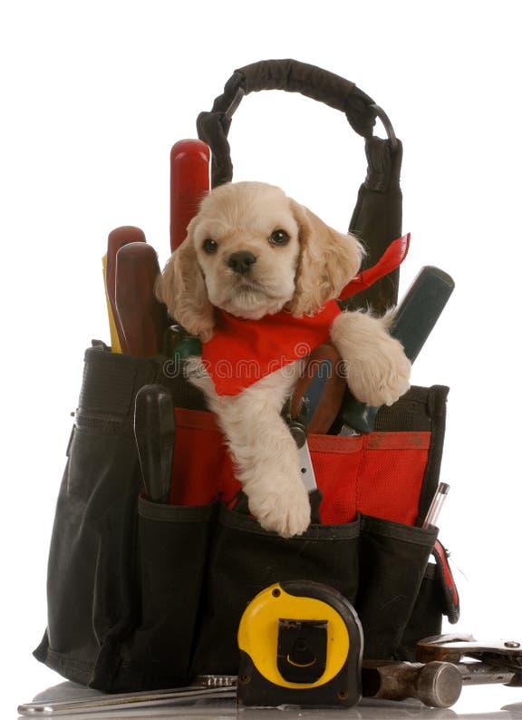 Puppy in tool kit stock image. Image of brown, puppy - 10572367