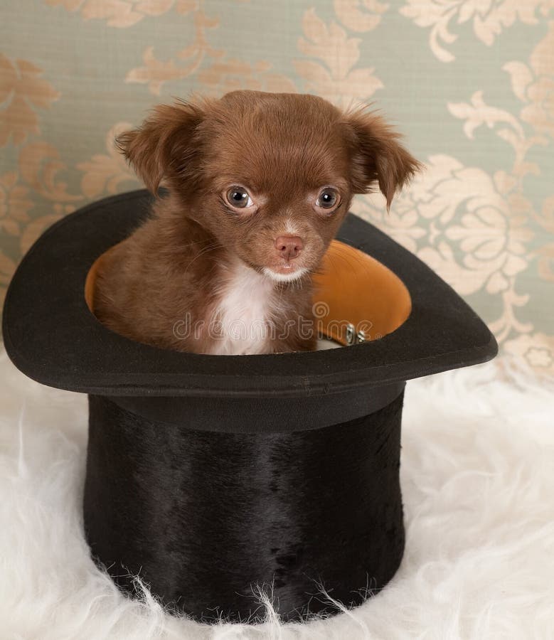 Puppy in top hat stock photo. Image of whelp, pets, funny - 14789418