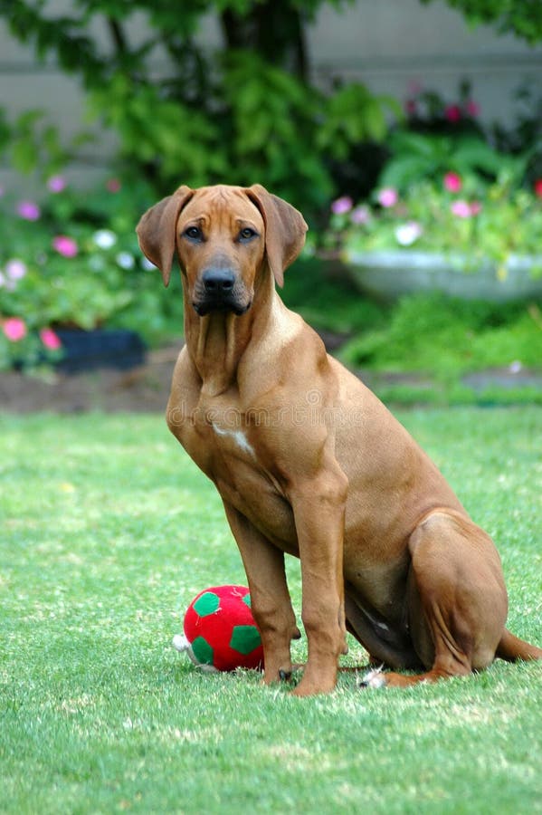 Puppy with toy stock image. Image of african, cute, breed - 1335307