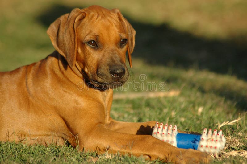 Puppy with toy stock image. Image of animals, guarding - 3962811