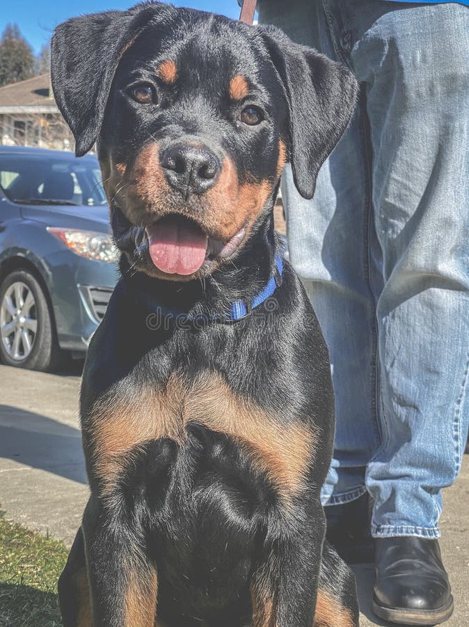Puppy in training stock photo. Image of collar, cute - 207135186