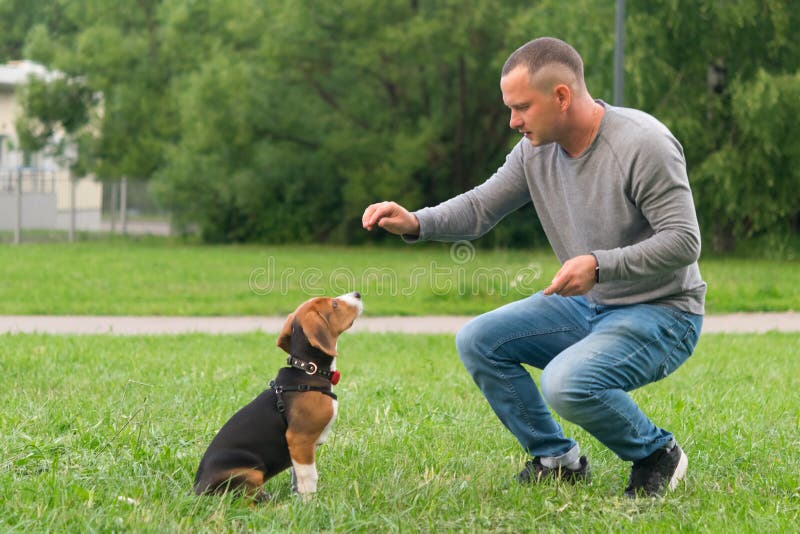 Puppy Training Outdoors, the Beagle Follows the Command, Sit Stock ...