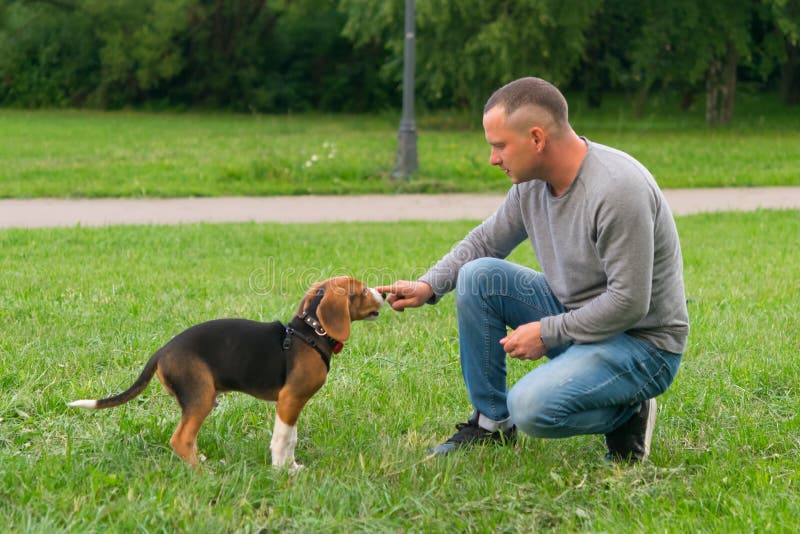 Puppy Training Outdoors, the Beagle Follows the Command, Wait Stock ...
