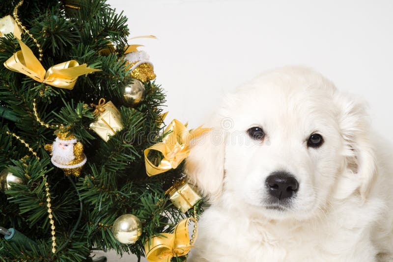 Puppy tree stock image. Image of christmass, cute, tree - 672807