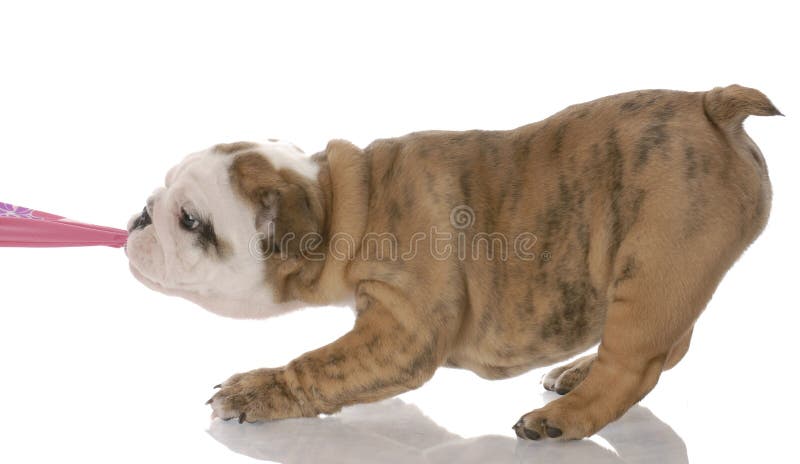 Puppy tugging stock image. Image of happy, lovable, puppy - 12434241
