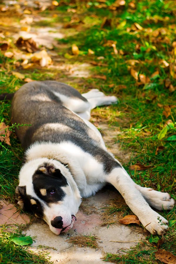 Puppy of the Turkmen Wolfhound in the Yard Stock Image - Image of ...