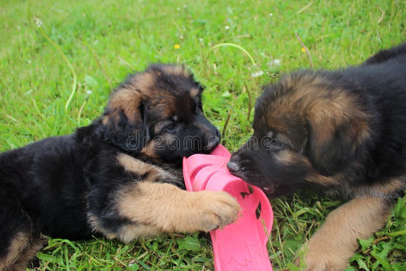 Puppy stock photo. Image of beautiful, green, shepherd - 251271712