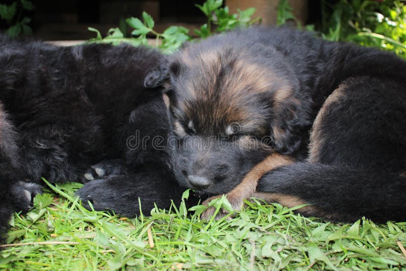 Puppy stock image. Image of kiddy, mammal, pretty, beautiful - 257945261