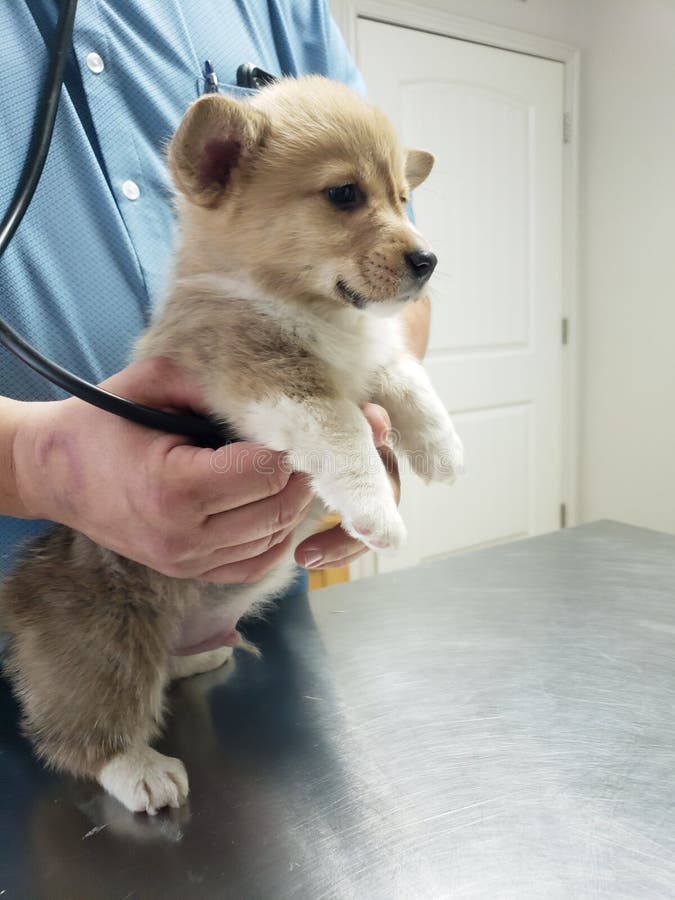 Puppy at Vet Visit for First Checkup Stock Image - Image of work ...