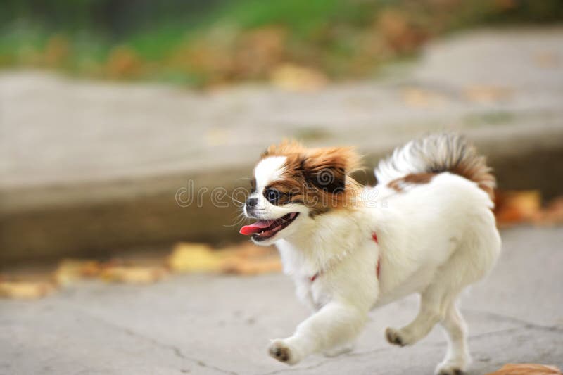 Puppy walking running stock photo. Image of little, puppy - 28129388