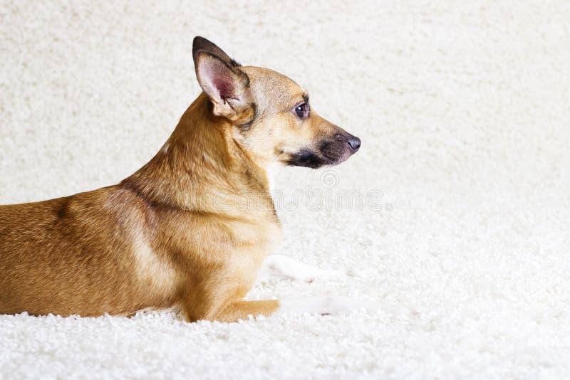 Puppy watching stock image. Image of puppy, watching - 64367071