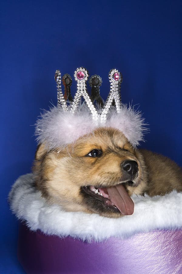 Puppy wearing crown. stock photo. Image of animal, costume - 2045400
