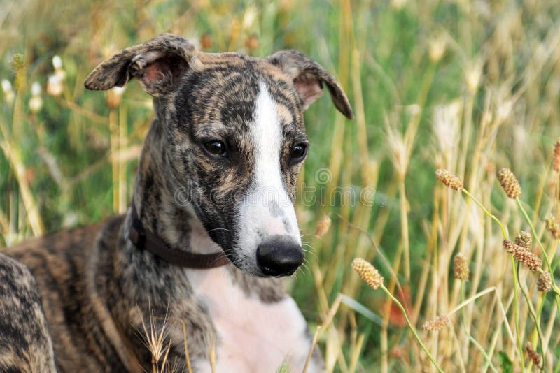 Puppy whippet stock photo. Image of portrait, animal - 23250486