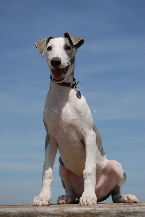 Puppy whippet stock photo. Image of purebred, smile, puppy - 3244798