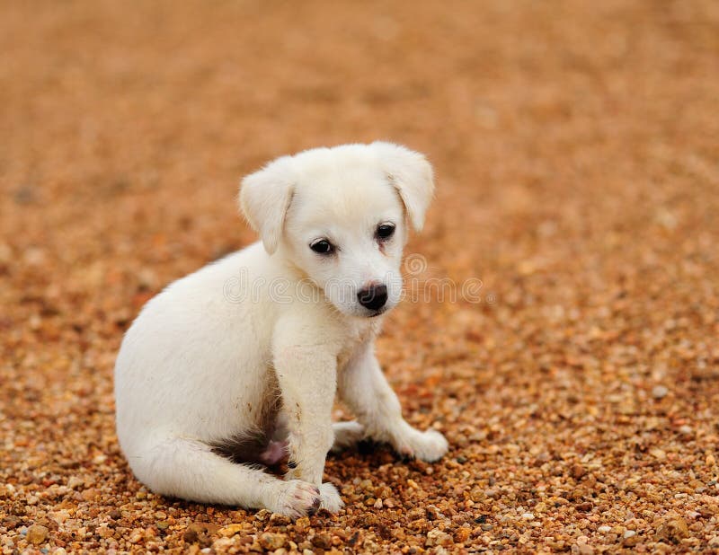 Puppy White Dog on the Sand. Stock Image - Image of domestic, face ...