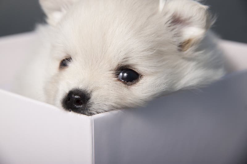 Puppy White German Spitz in a White Box. Stock Photo - Image of cute ...