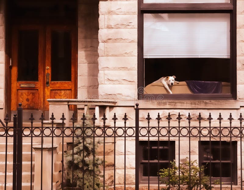 Puppy in the window stock image. Image of house, door - 12138657