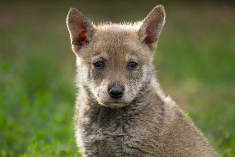 White wolf cub stock photo. Image of wolf, nature, suckling - 20259100