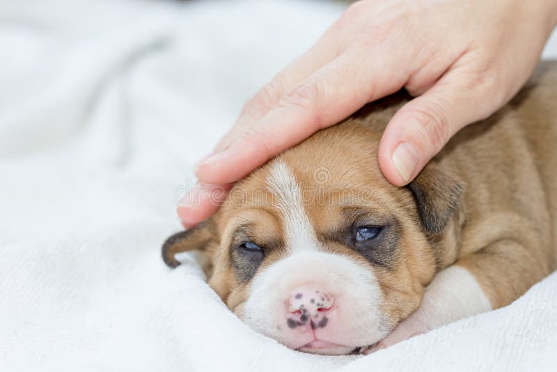 Hand Petting Puppy Stock Photos - Download 261 Royalty Free Photos