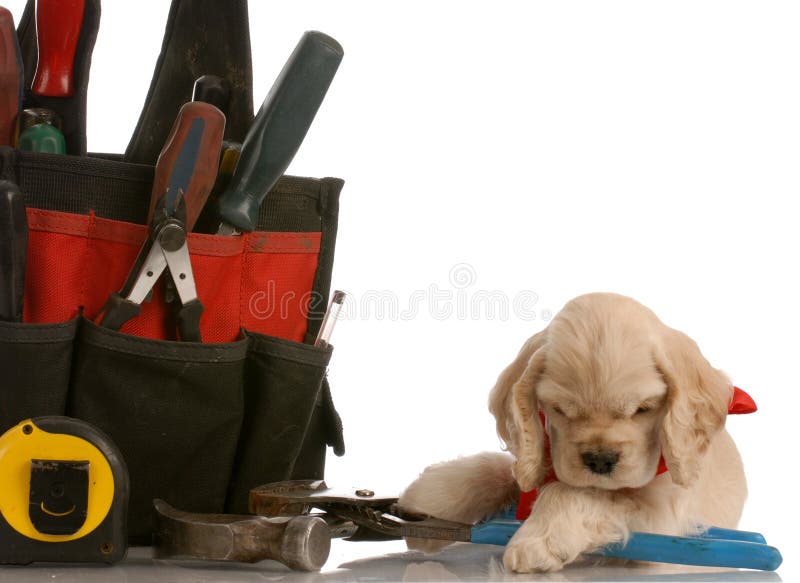 Puppy with work tools stock image. Image of reflection - 10524855