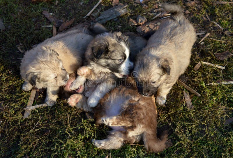 Puppys stock image. Image of puppies, mammal, playing - 98038283