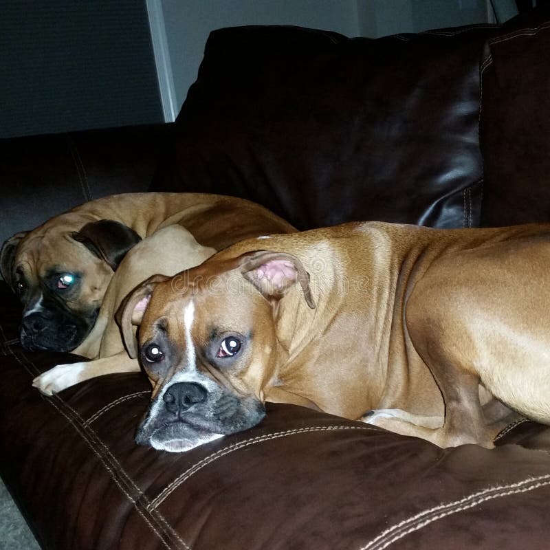 Pups stock image. Image of boxers, brothers, pups, lazy - 98256327