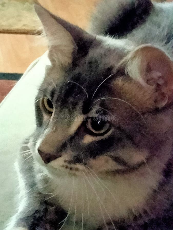 Pur confused kitty stock image. Image of carnivore, confused - 226358929