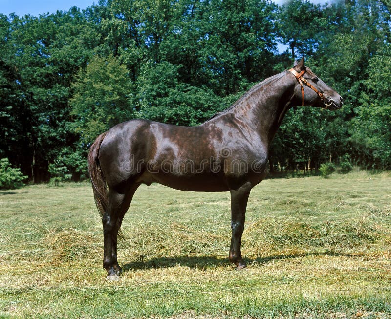 Pur sang arabe stock photo. Image of meadow, horse, ungulate - 172733084