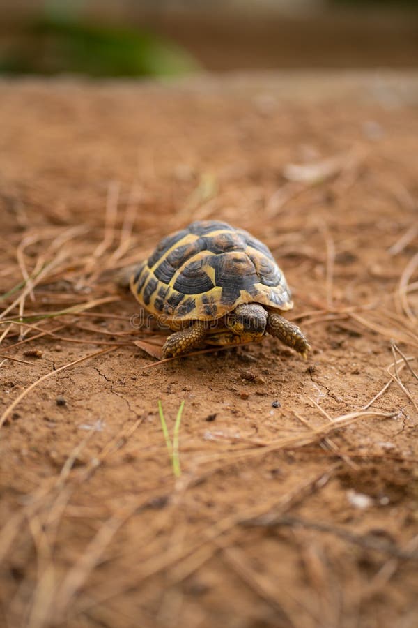 Pur-thighed Tortoise, Testudo Graeca, Walking on Arid Terrain Towards a ...