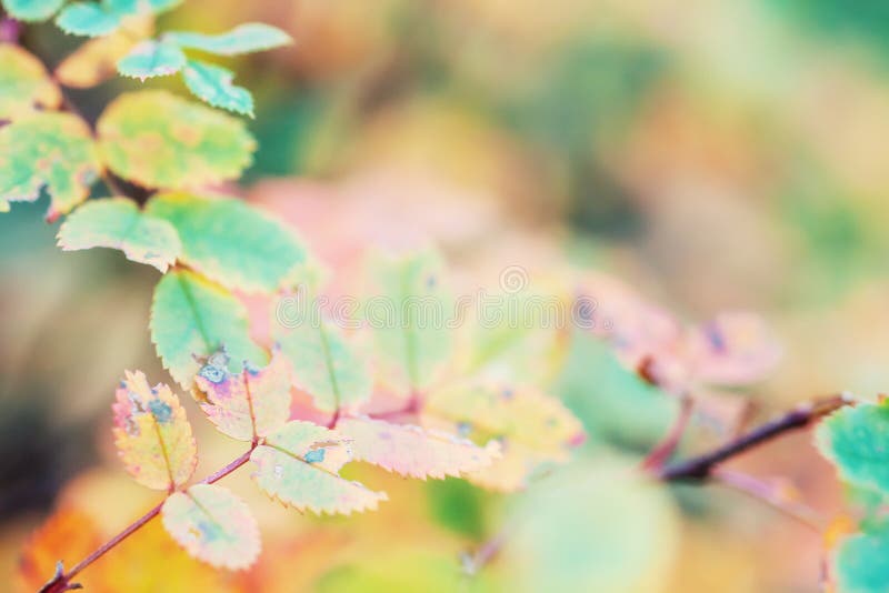 Pure autumn nature stock photo. Image of fresh, closeup - 110203026